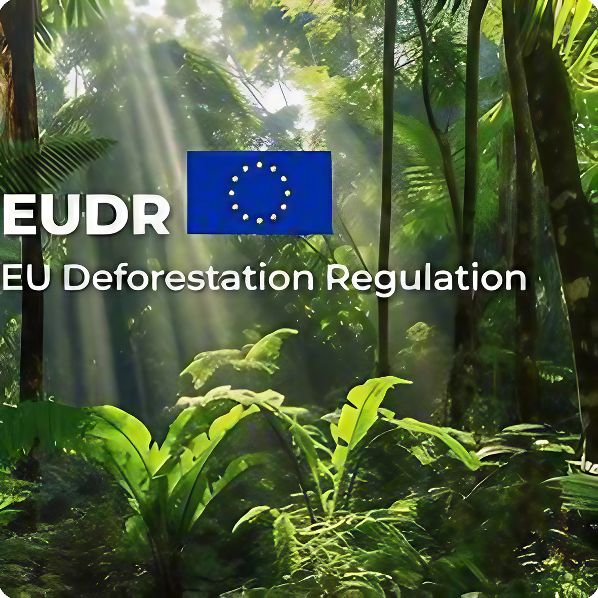 EUDR – Was auf kleine Firmen ab Juni 2025 zukommt